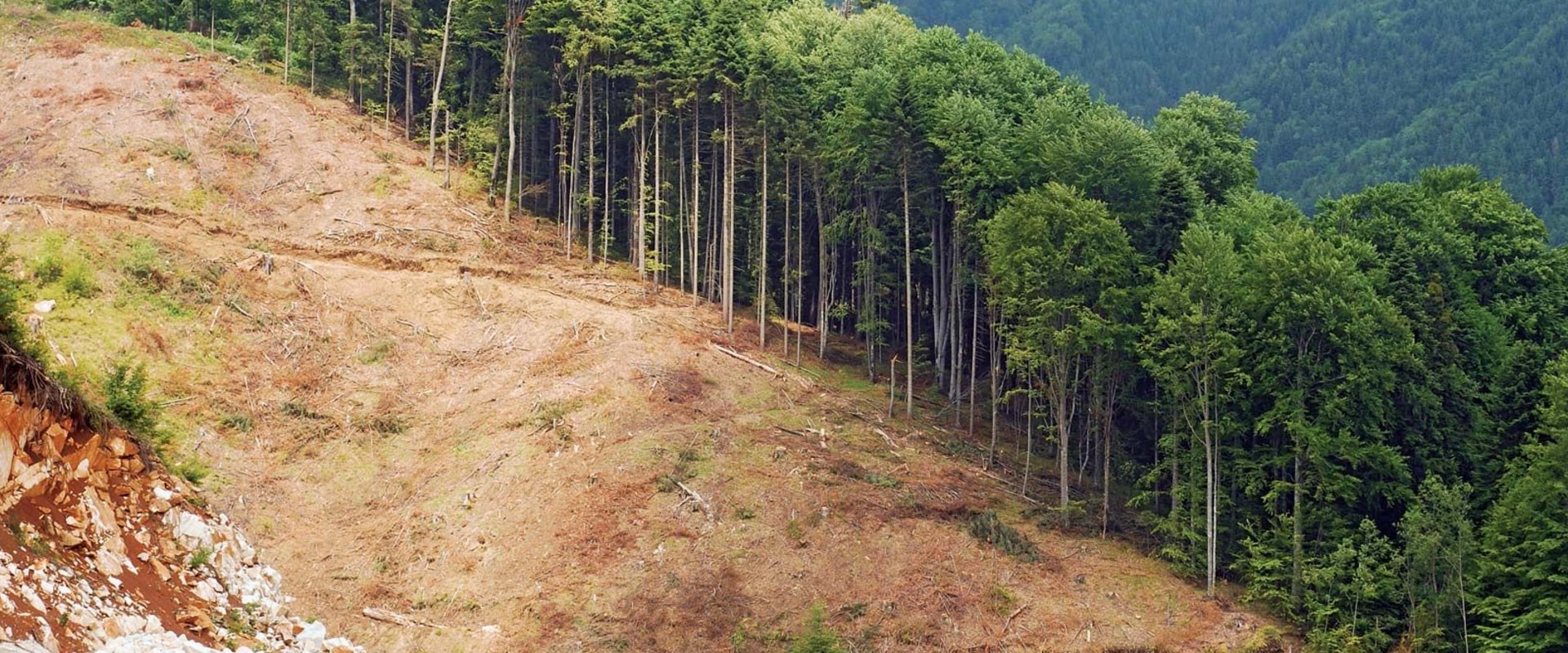 What is the meaning of clearing the land?